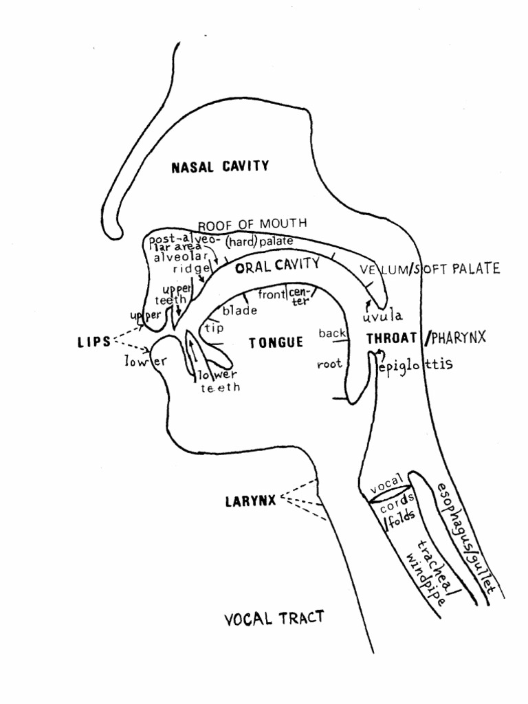 Vocal Tract Labeled | PDF