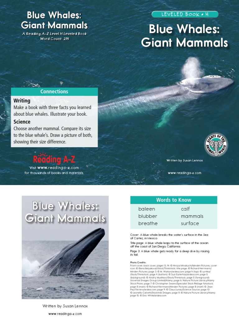 Blue Whales Giant Mammals | PDF | Whales | Mammals