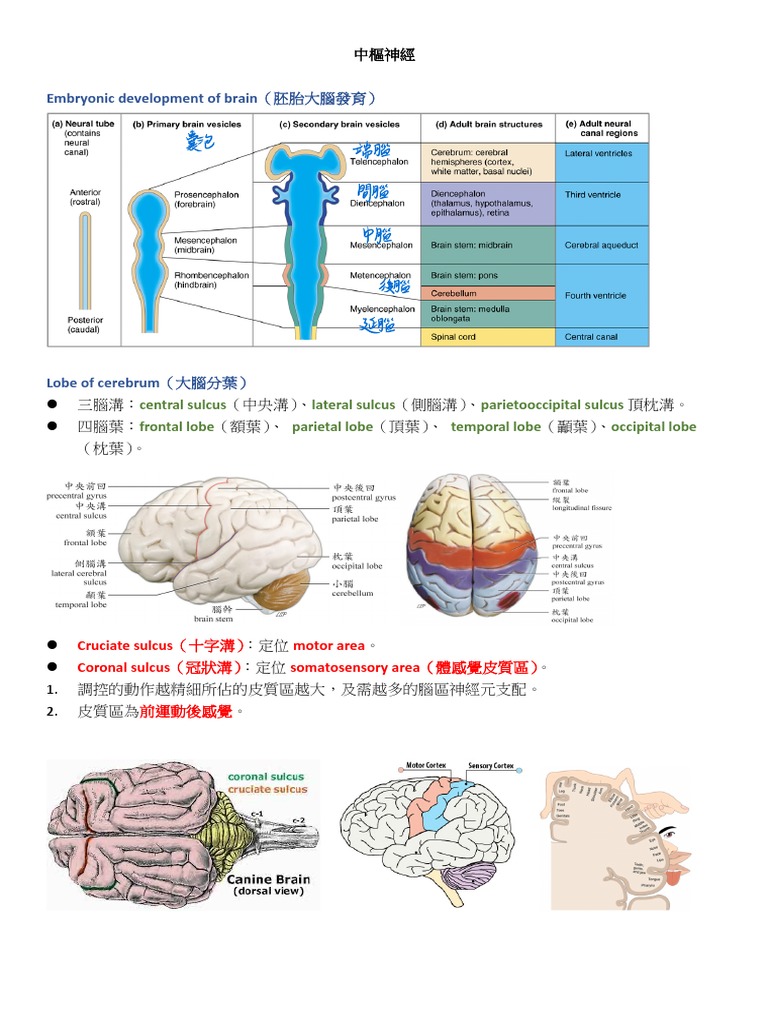 Embryonic Development of Brain | PDF