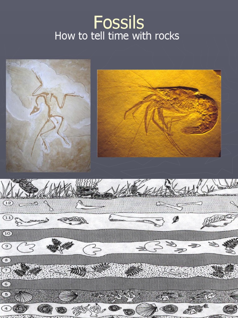 Fossils | PDF | Fossil | Rock (Geology)