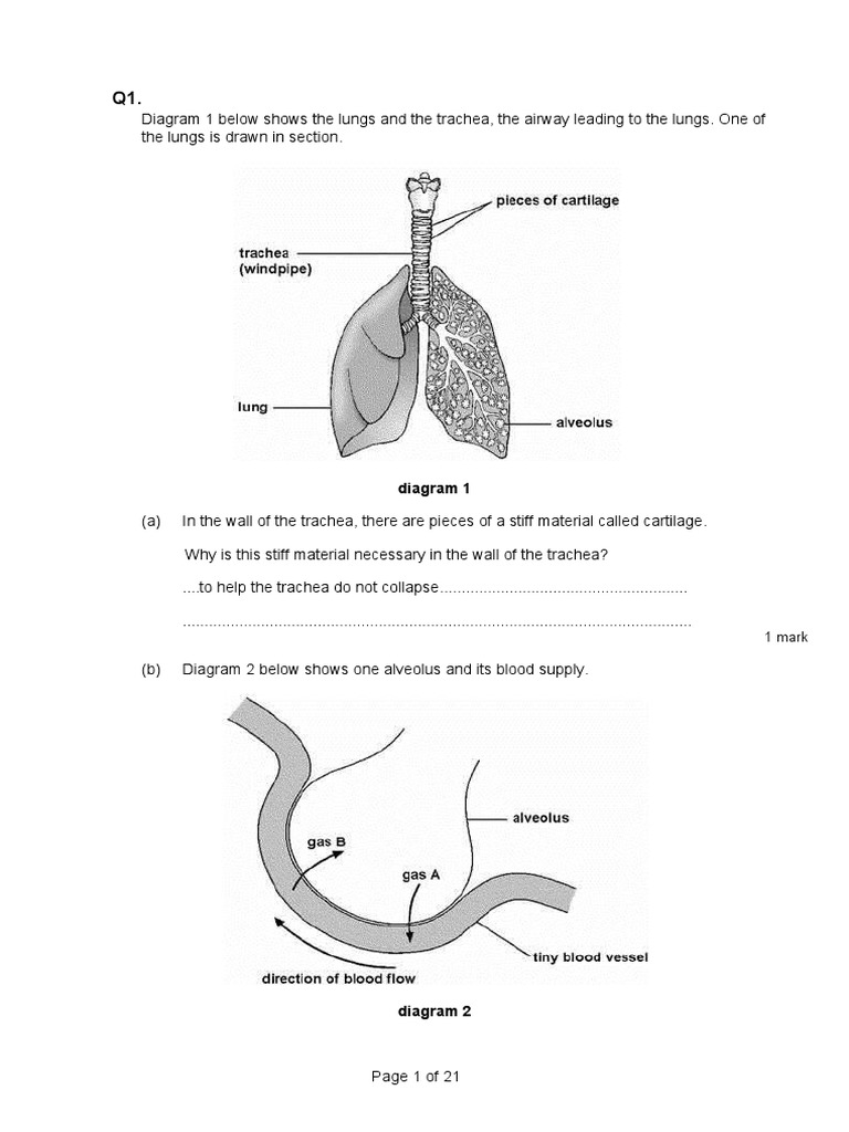 Practice Exam Grade 7 | PDF | Respiratory Tract | Lung