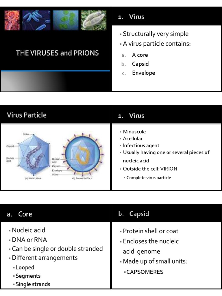 MICROBIOLOGY PART 9 THE VIRUSES and PRIONS | PDF | Virus | Microorganism