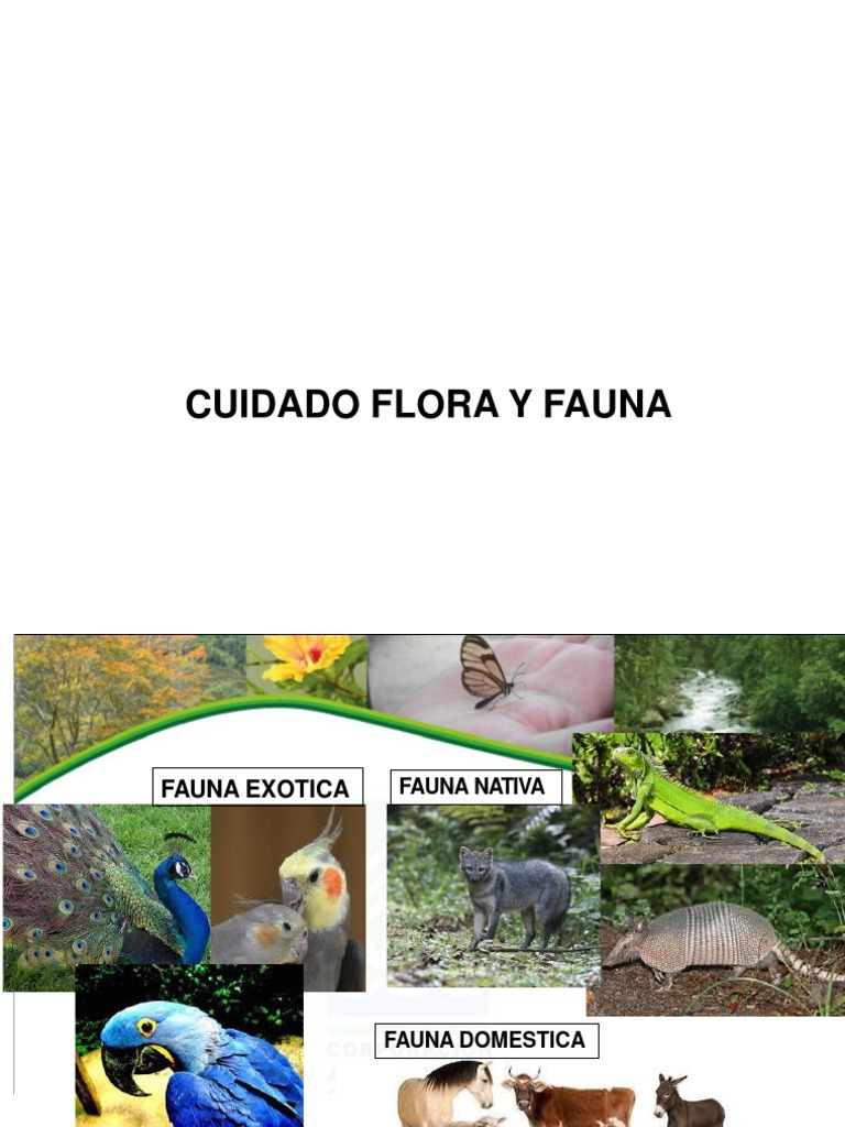 Cuidado de Flora y Fauna Nativa | PDF | Fauna | Propiedad