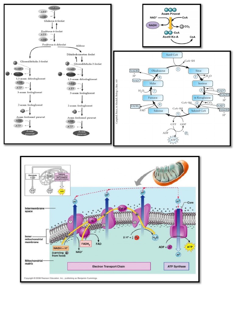 Bio Gambar | PDF