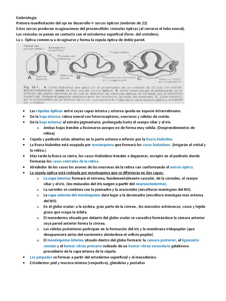 Formación del ojo durante el desarrollo embriológico | PDF | Ojo humano ...