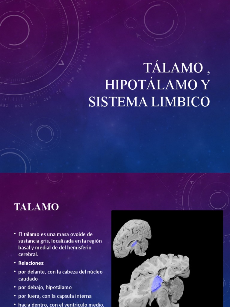 Tálamo, Hipotálamo y Memoria | PDF | Hipotálamo | Memoria