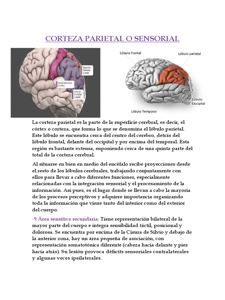 Corteza Parietal O Sensorial: - 9 Área Sensitiva Secundaria | PDF