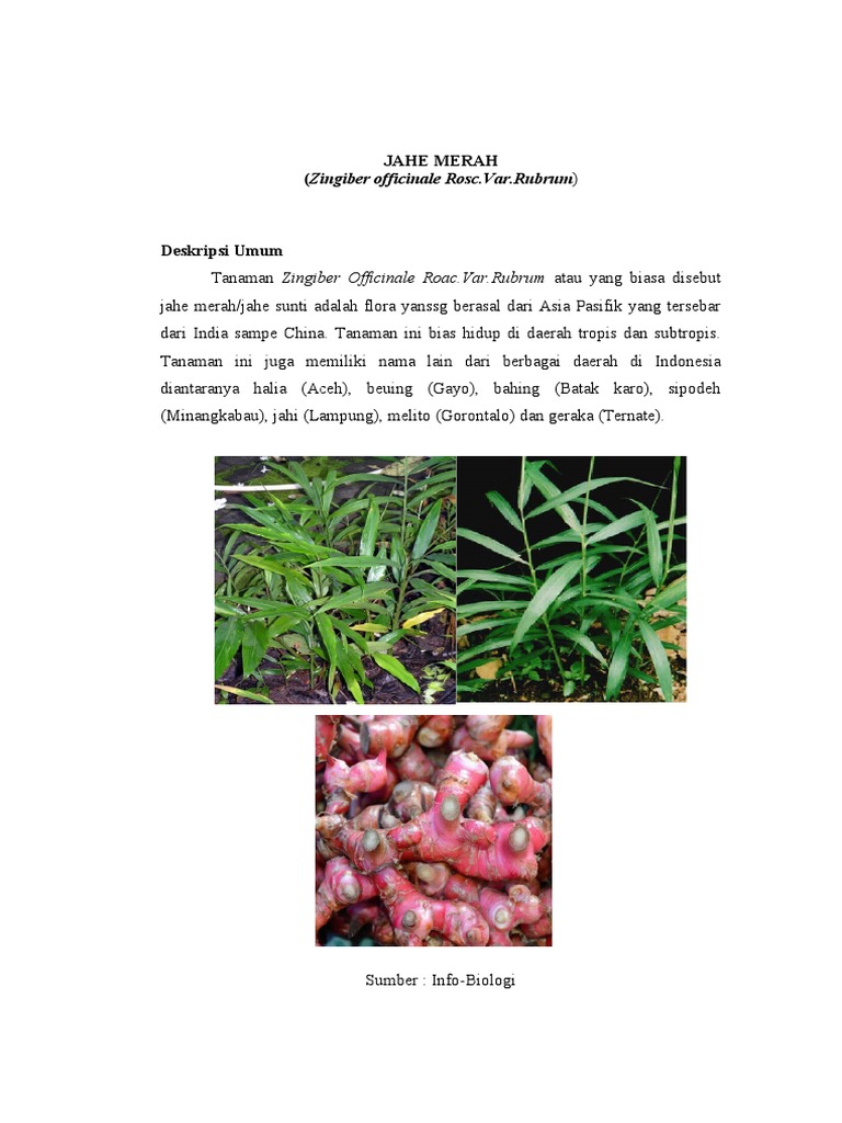 Jahe Merah (Zingiber Officinale Rosc - Var.Rubrum) | PDF