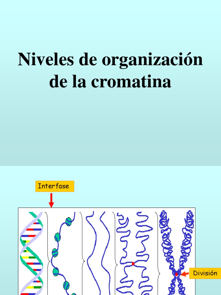 Niveles de Organización de La Cromatina | PDF | Cromatina | Cromosoma