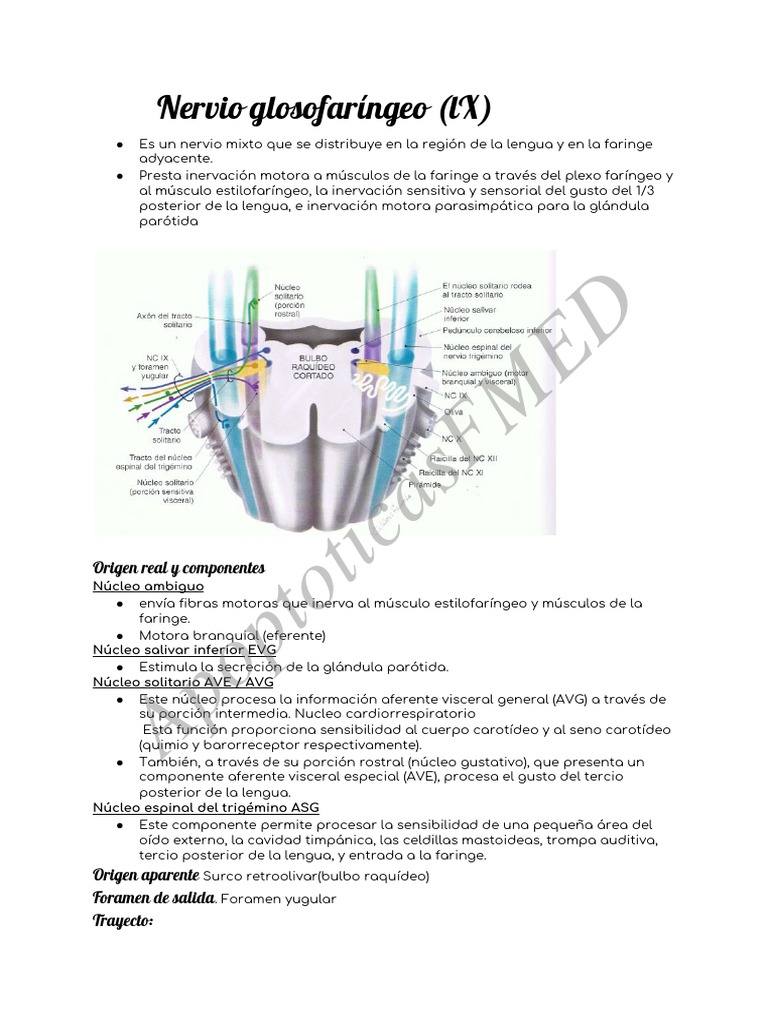 Nervio Glosofaríngeo (LX) | PDF | Anatomía | Cabeza y cuello humanos