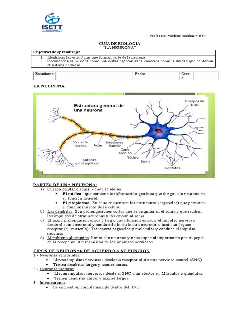 Guia de Aprendizaje La Neurona | PDF | Neurona | Sistema nervioso