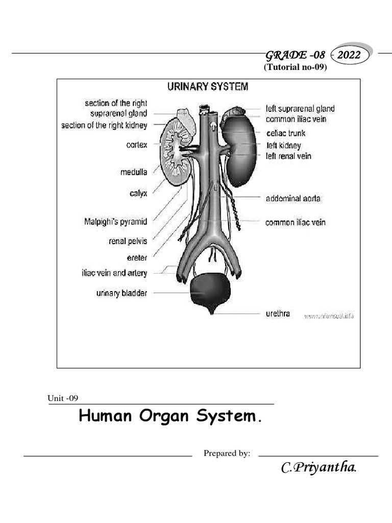 Grade 08 - (9) - HUman Organ Systems | PDF | Excretion | Skin
