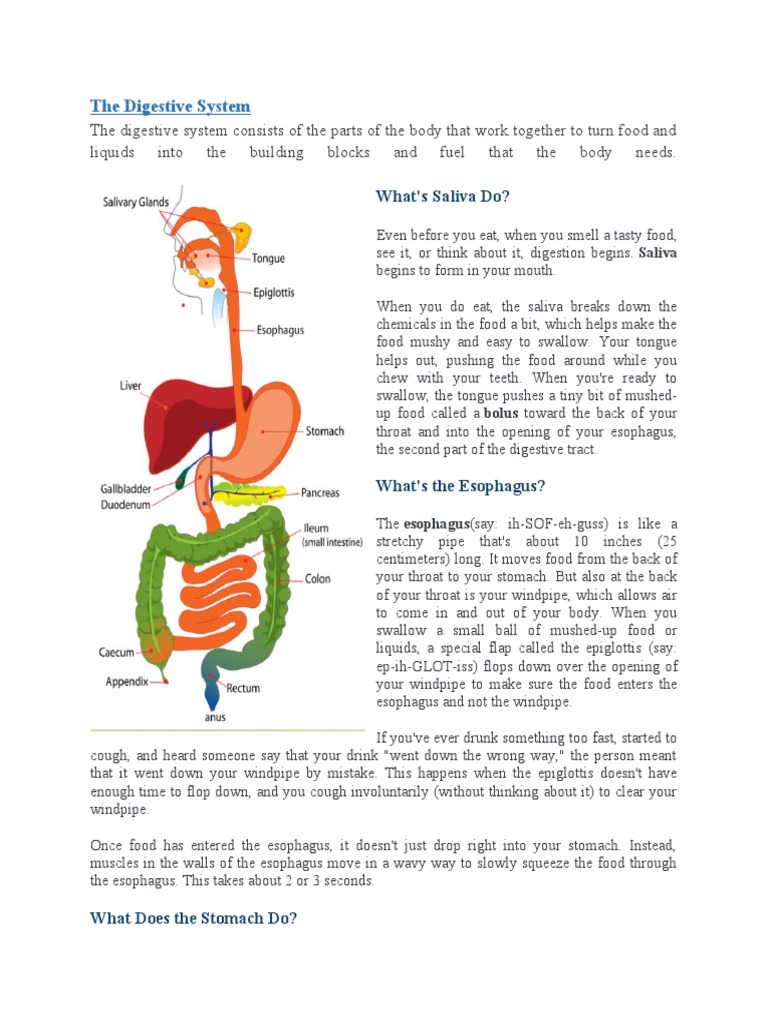 The Digestive System | PDF | Digestion | Gastrointestinal Tract