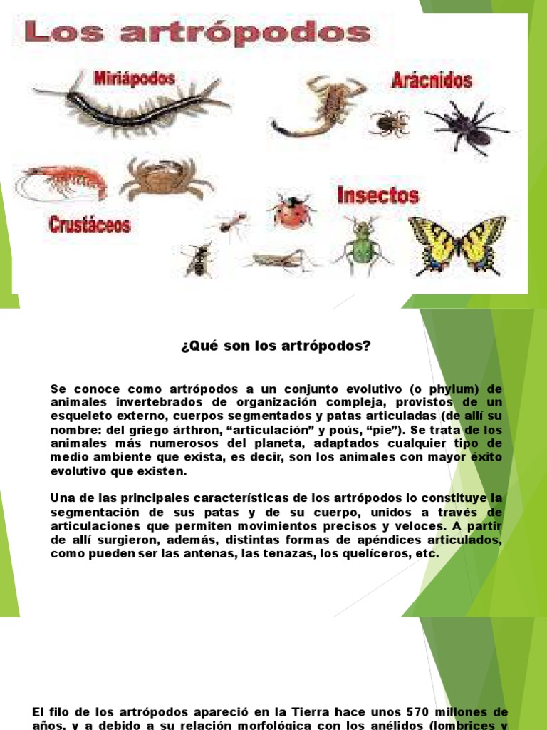 Los Artropodos 2020 | PDF | Anatomía | Zoología