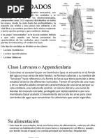 Anatomía del Escorpión: Guía Completa | PDF