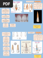 Primer Premolar Inferior | PDF | Anatomia dental