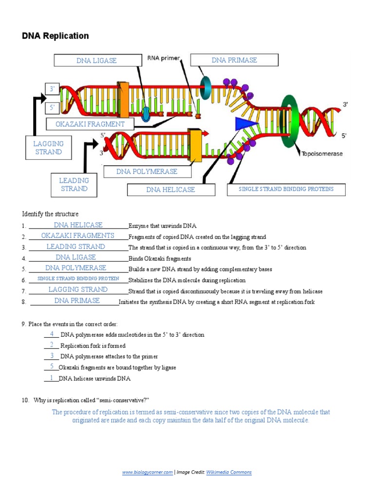 DNA To PROTEIN (BIOCHEM) | PDF