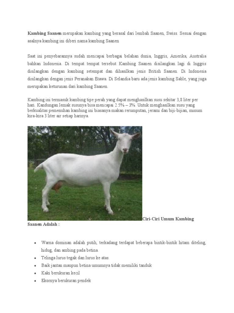 Kambing Saanen | PDF
