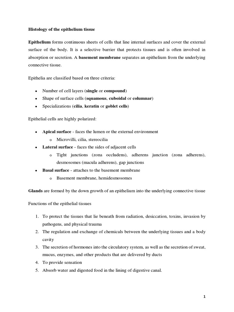 Histology of The Epithelium Tissue | PDF | Epithelium | Anatomy
