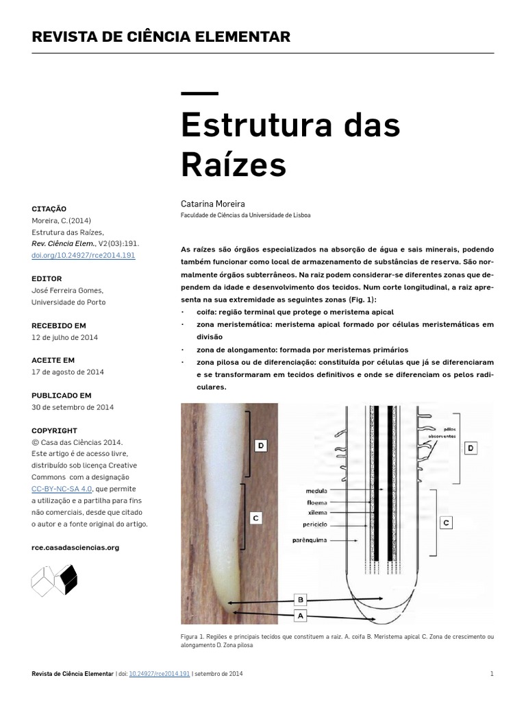 Estrutura Das Raizes | PDF | Raiz | Fisiologia Vegetal