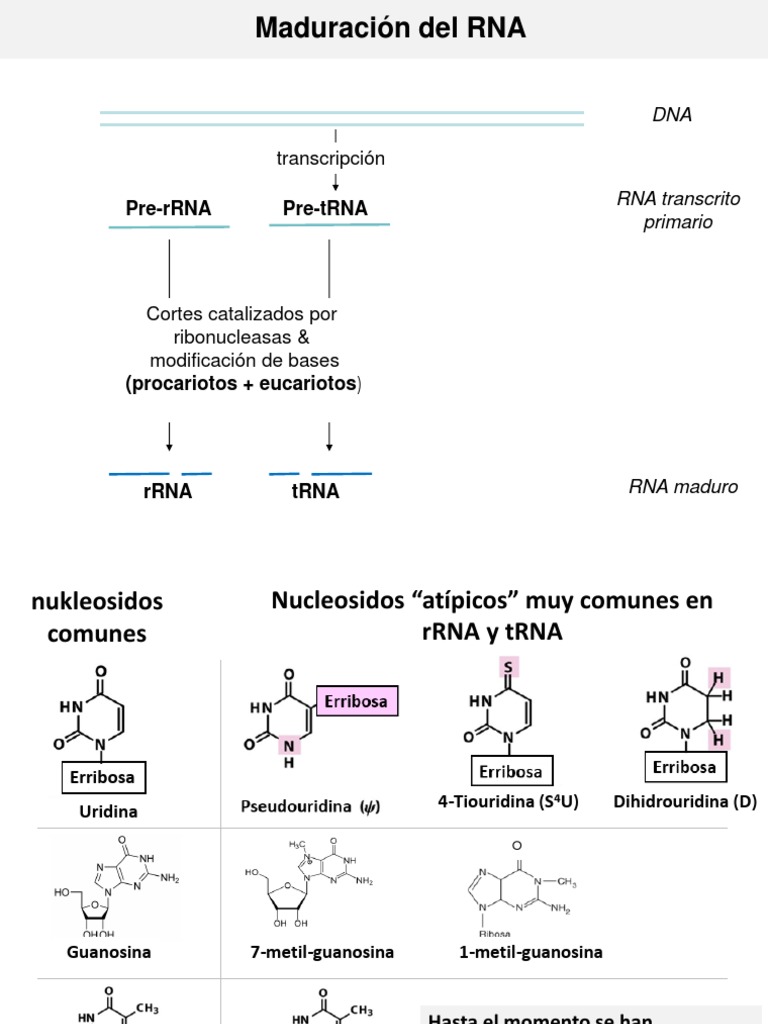 Tema 5 Maduración Del Rna | Descargar gratis PDF | Messenger Rna | Rna ...