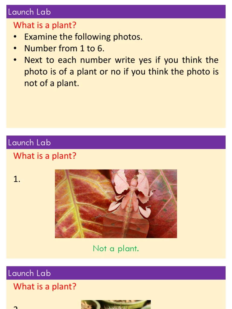 Life Chapter 9 Plant Diversity | PDF | Plants | Plant Stem