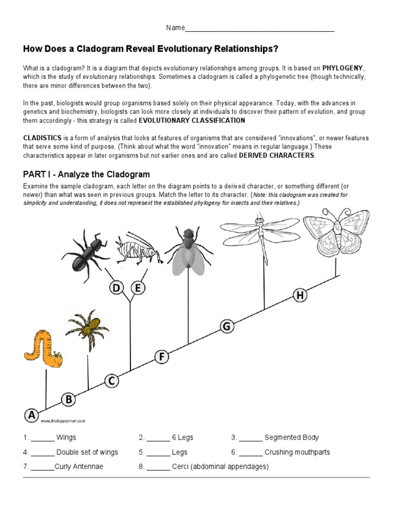 Cladogram Analysis | PDF | Nature
