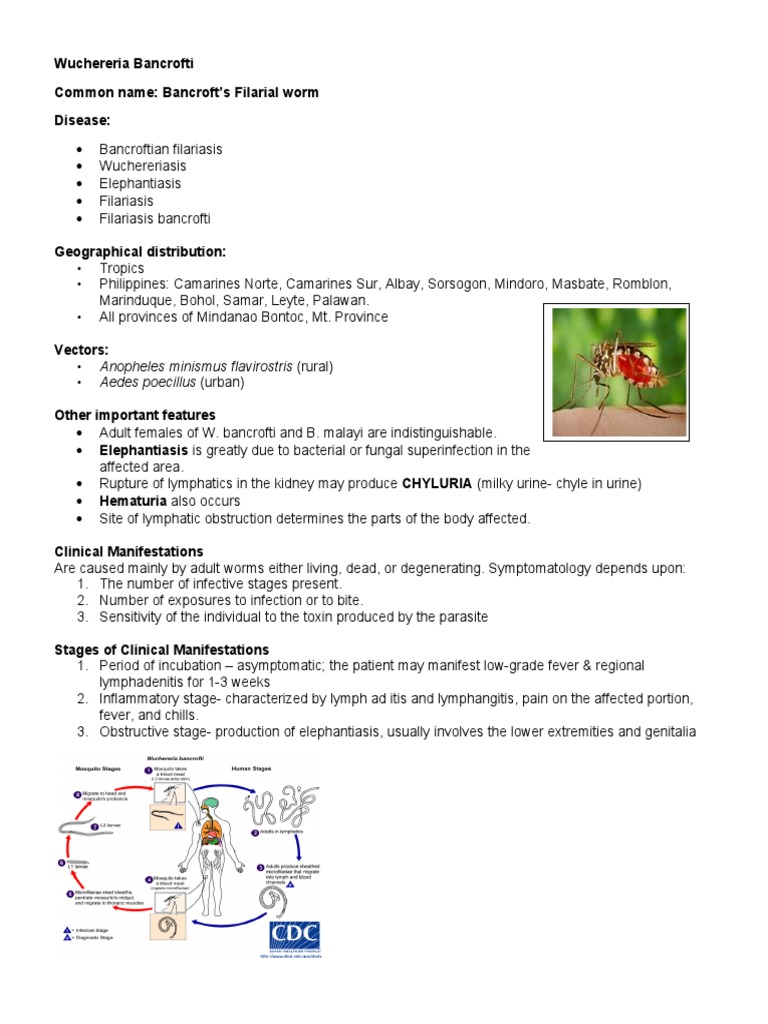 Filaria | PDF | Diseases And Disorders | Medical Specialties