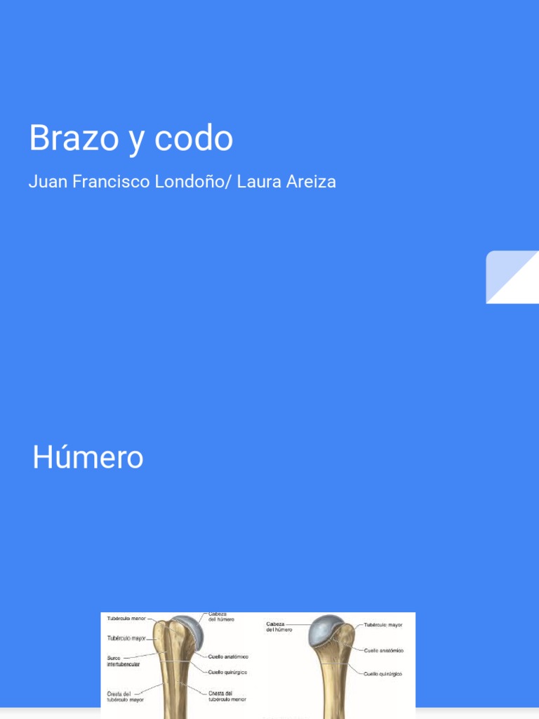 Brazo Y Codo Pdf Codo Anatomía Humana