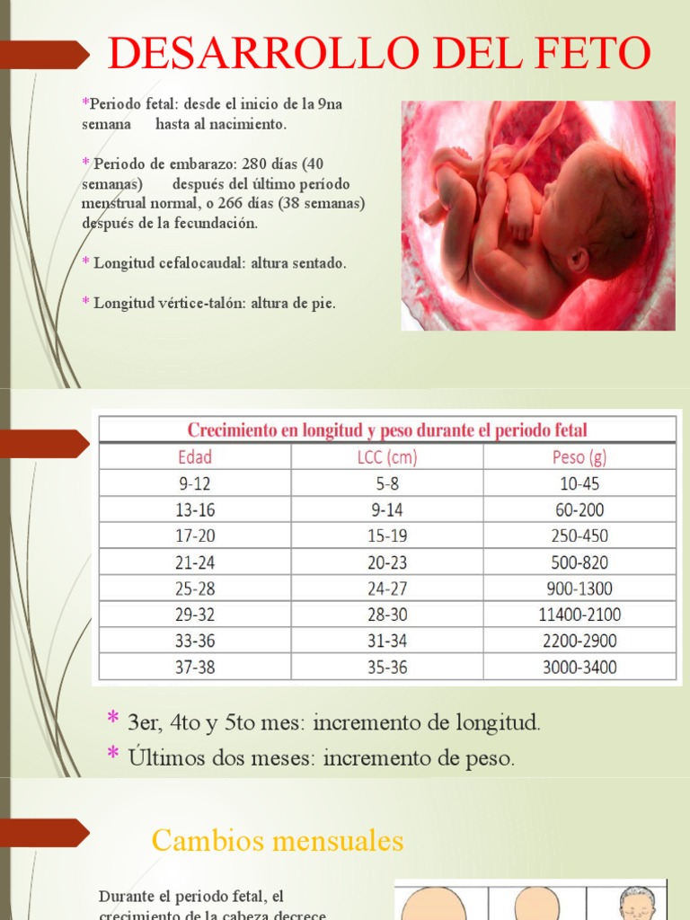 Desarrollo Del Feto | PDF