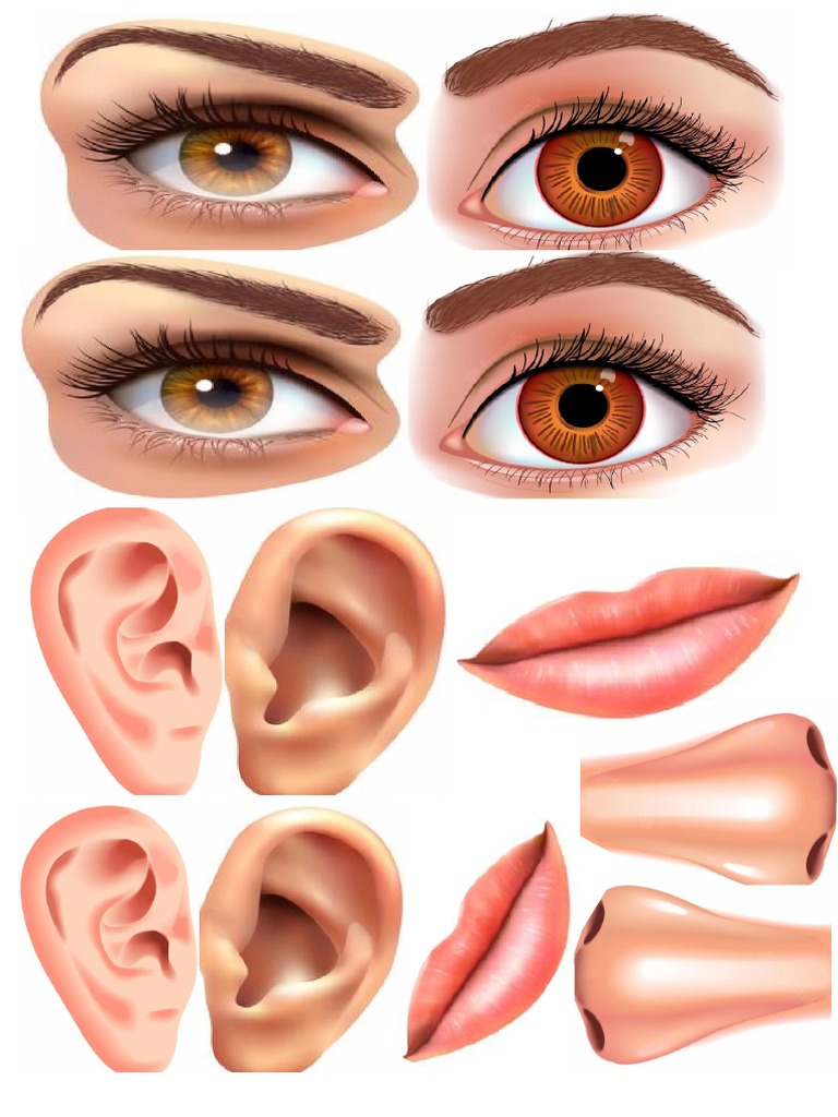 Partes Del Rostro | PDF