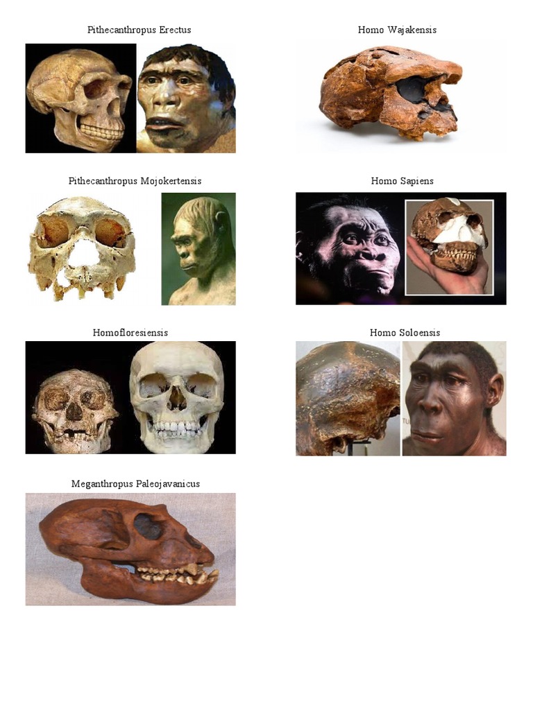 Pithecanthropus Erectus Homo Wajakensis | PDF