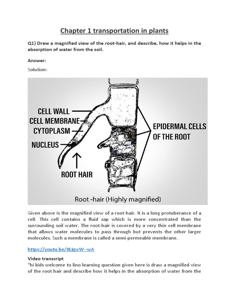 Chapter 1 Transportation in Plants - ICSE - Class 8 | PDF | Tissue ...