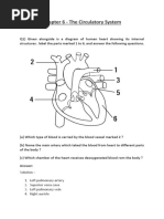 Circulatory System - Answer Key | PDF | Vein | Heart