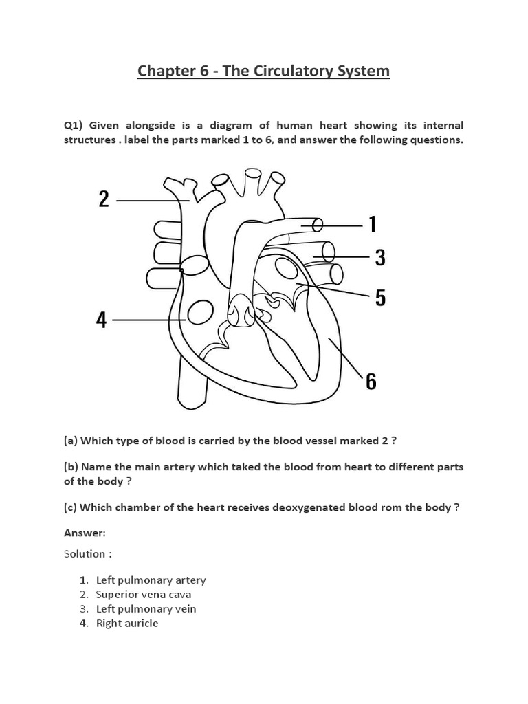 ICSE Class 8 Circulatory System Notes | PDF | Artery | Atrium (Heart)