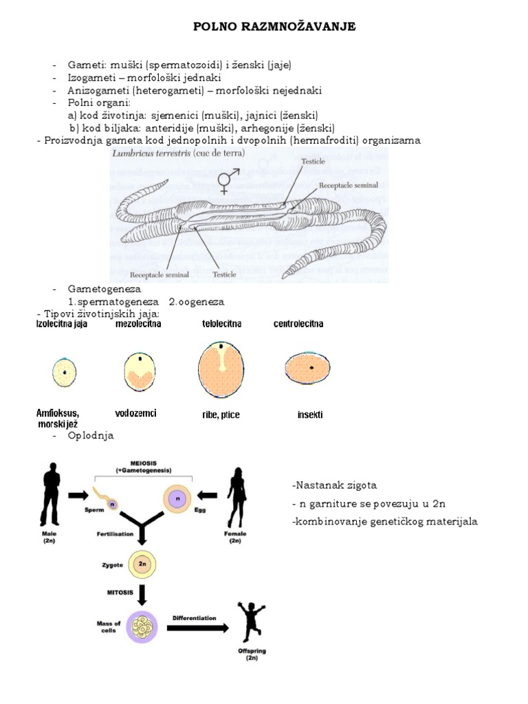 Polno Razmnozavanje | PDF