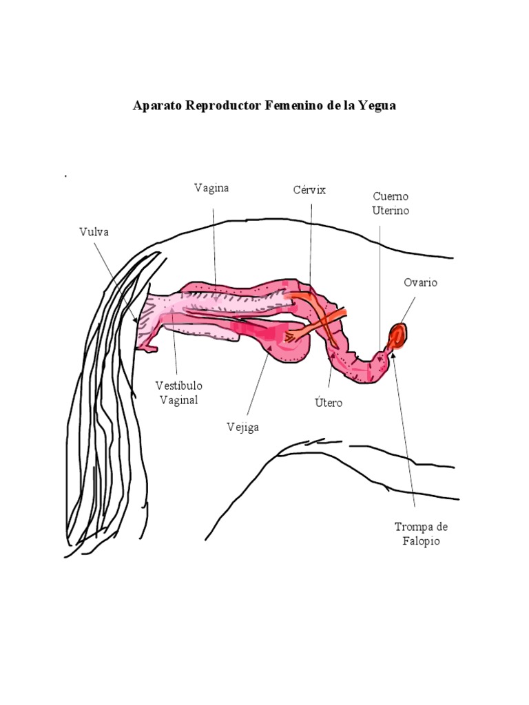 Anatomía del Aparato Reproductor de la Yegua | PDF