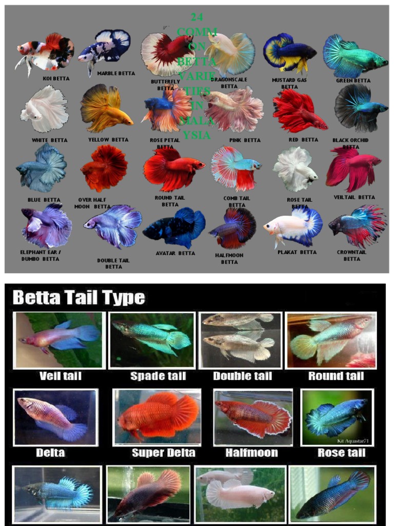 Betta Varieties | PDF