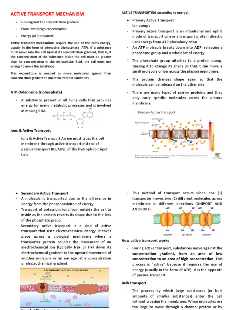 Active Transport Mechanism | PDF | Adenosine Triphosphate | Cell Membrane