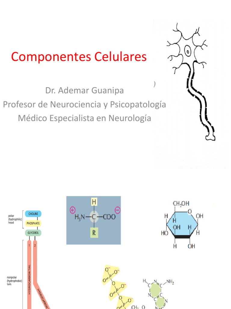 Componentes Celulares | PDF