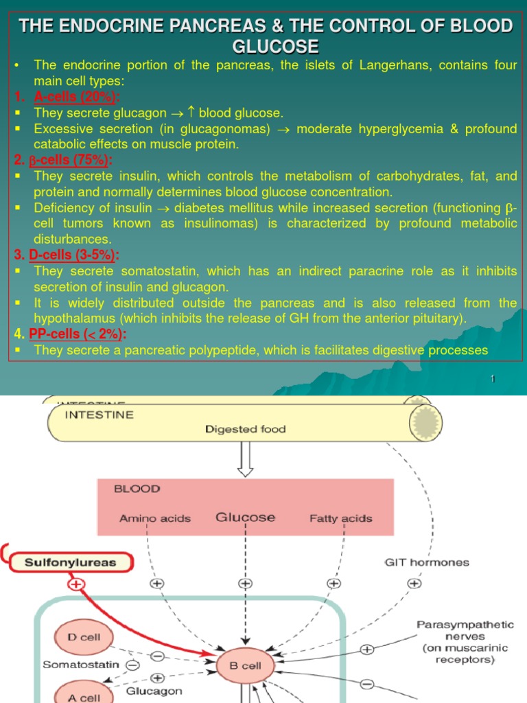 The Endocrine Pancreas & The Control of Blood Glucose: 1. A-Cells (20% ...