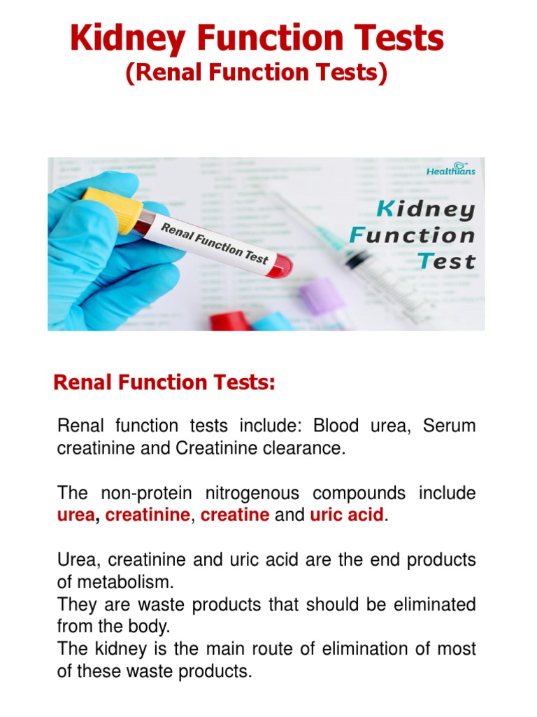 Renal Function Tests | PDF | Kidney | Urea