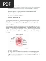 Anatomía y Fisiología de La Rinofaringe, Orofaringe e Hipofaringe | PDF ...