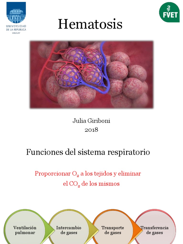 2. Hematosis (1) | PDF | Sistema respiratorio | Gases