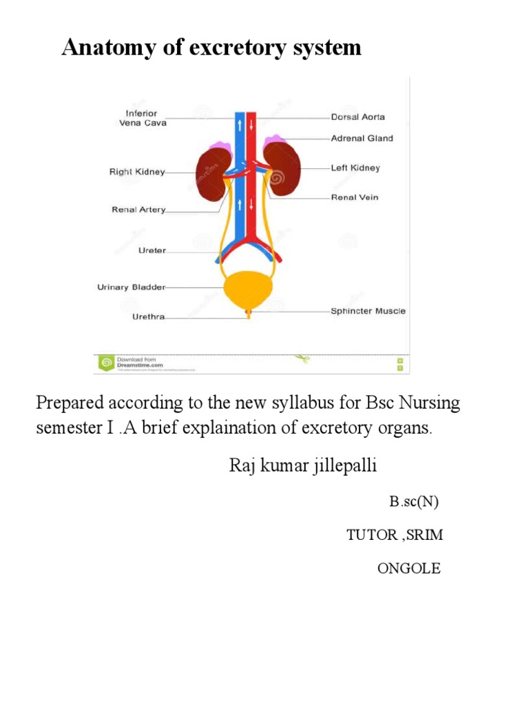 Anatomy of Excretory System | PDF | Urinary Bladder | Kidney