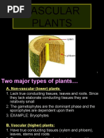Types of Stele in Vascular Plants | PDF | Plant Stem | Plants