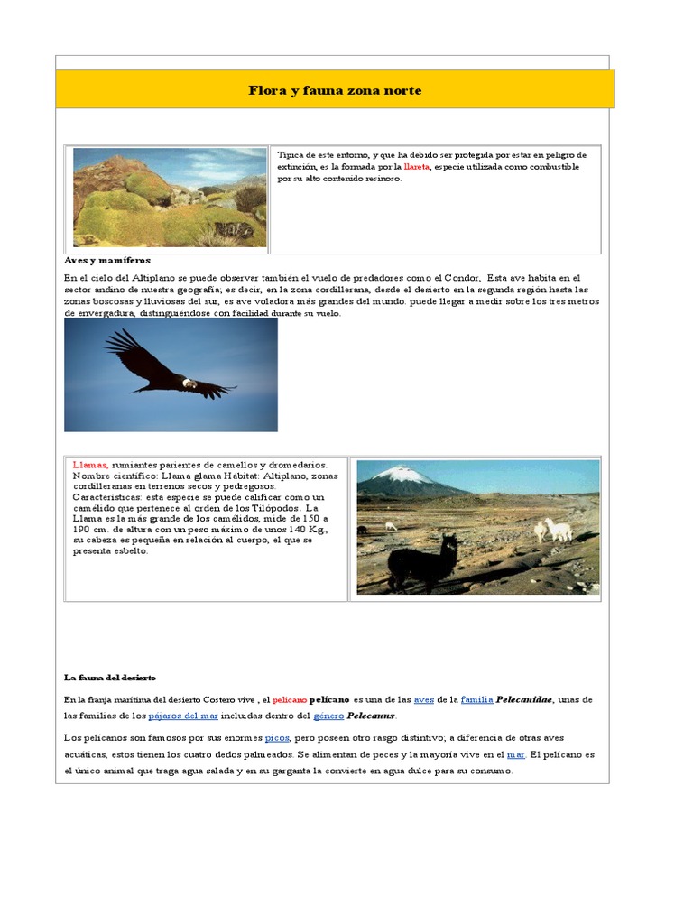 Flora y Fauna del Norte de Chile | PDF | Aves