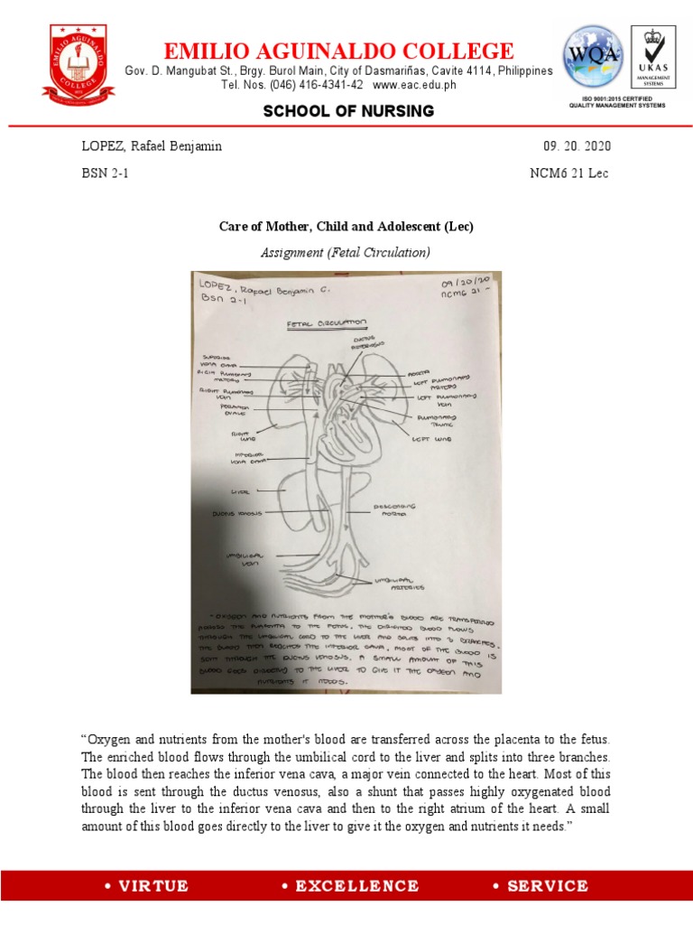 Assignment (Fetal Circulation) | PDF