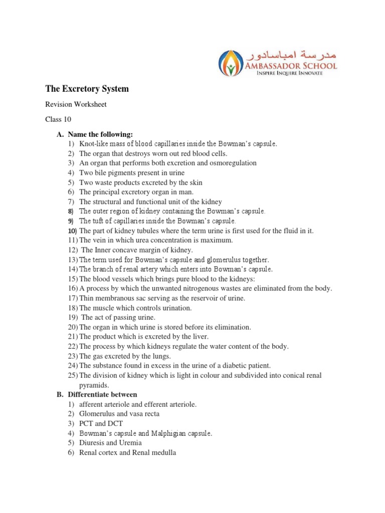 The Excretory System Revision Worksheet | PDF | Kidney | Organ (Anatomy)