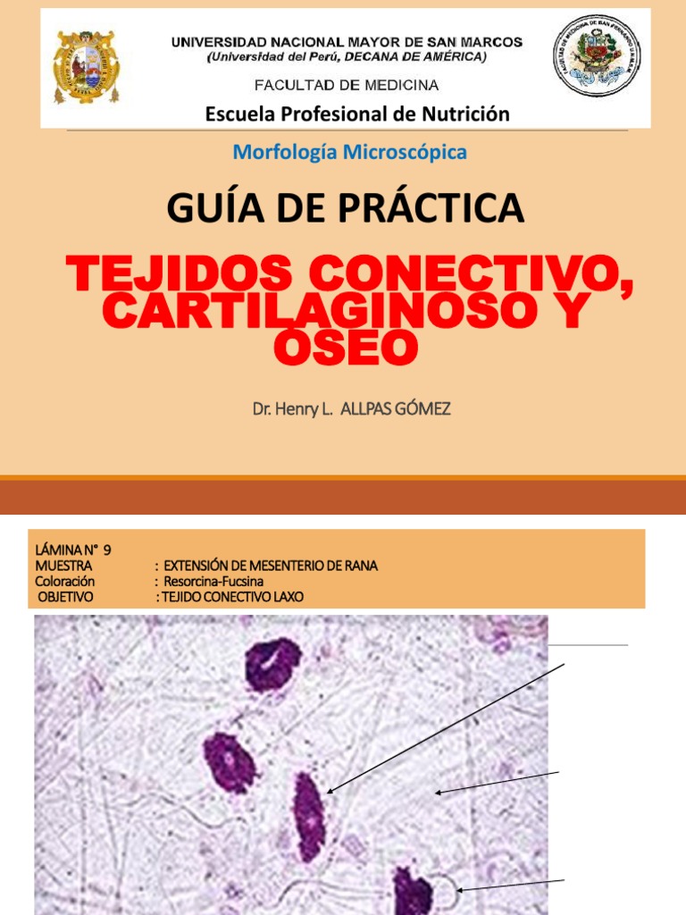 Guía de práctica de tejidos conectivo, cartilaginoso y óseo | PDF